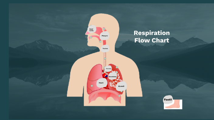 Respiration FlowChart by Rabiya Shahid on Prezi