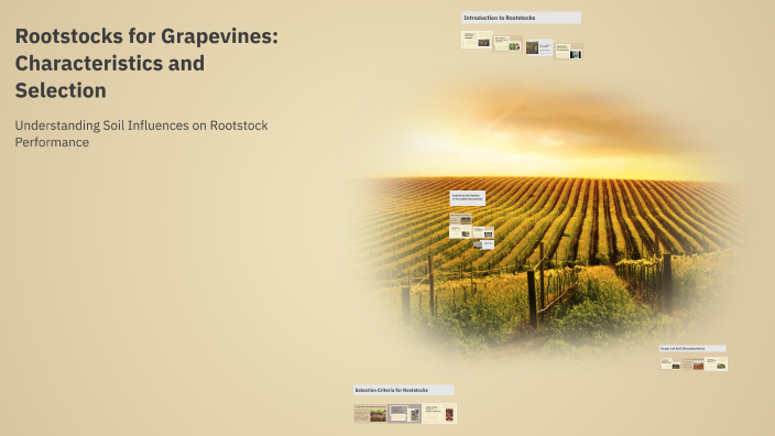 Rootstocks for Grapevines: Characteristics and Selection by nicole mio ...