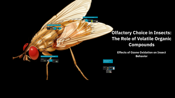 Olfactory Choice in Insects: The Role of Volatile Organic Compounds by ...