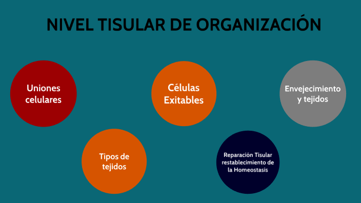 NIVEL TISULAR DE ORGANIZACIÓN by Sdenka Gomez on Prezi