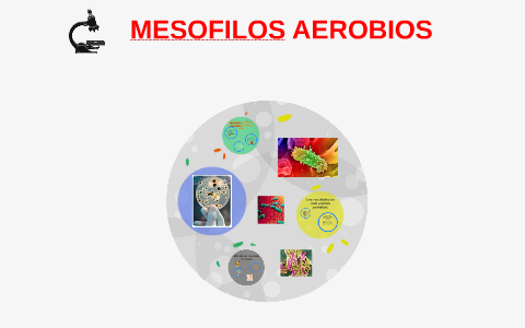 MESOFILOS AEROBIOS by carmen rodriguez on Prezi