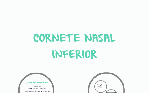 CORNETE NASAL INFERIOR by Gaby Carmona on Prezi