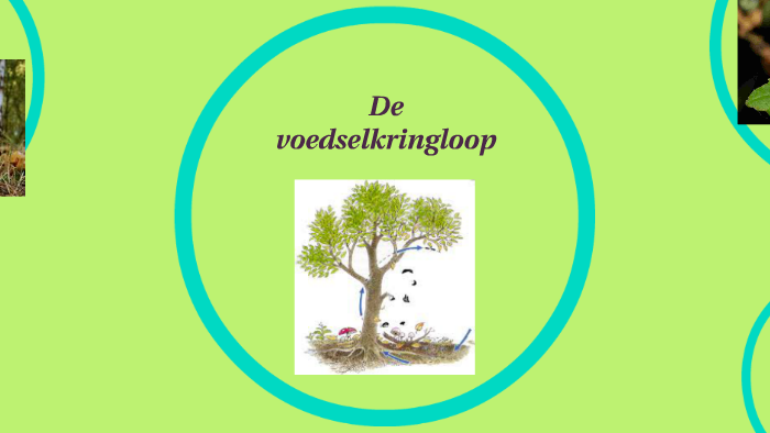 De voedselkringloop by Cynthia Ja on Prezi