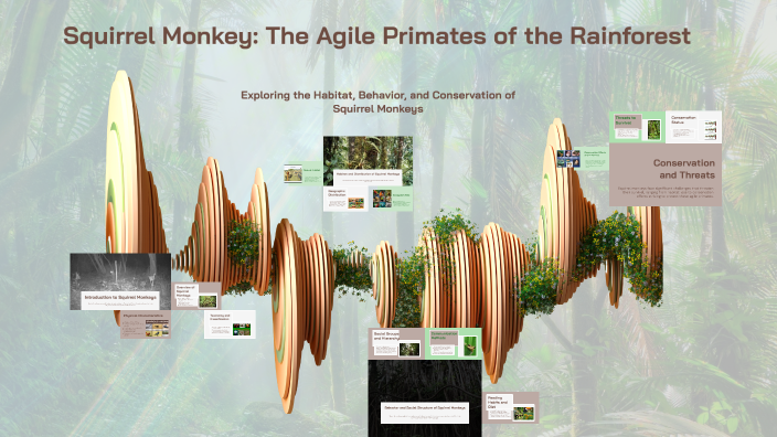 Squirrel Monkey: The Agile Primates of the Rainforest by Dylan Rigdon ...
