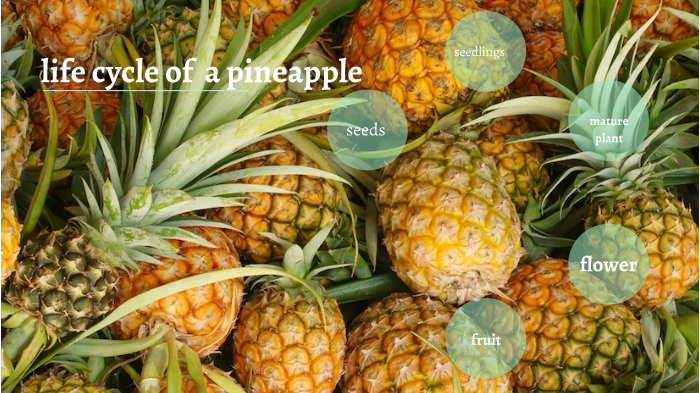 life cycle of a pineapple by chadrick baroro on Prezi