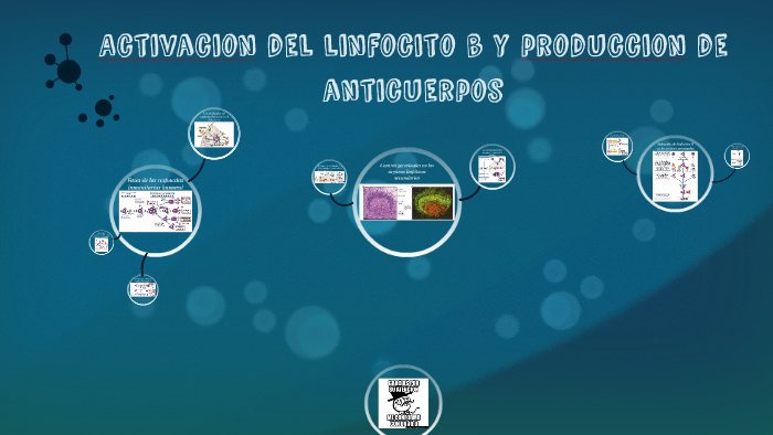 Activacion del linfocito b y produccion de anticuerpos by Argely Marte Burgos on Prezi