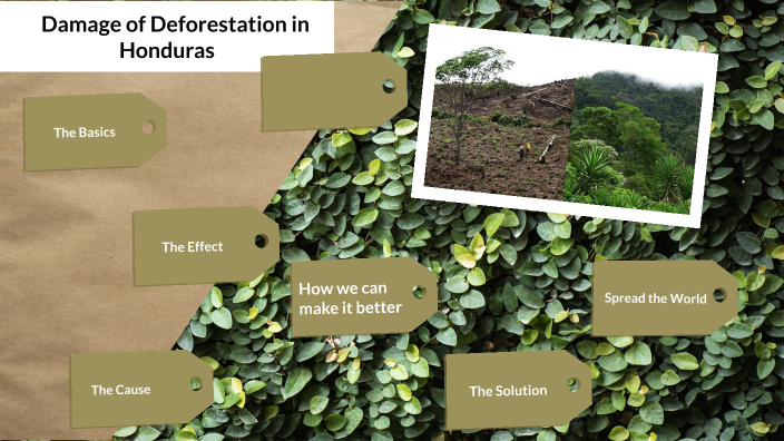 Damage of Deforestation in Honduras by Eryn Kaiser on Prezi