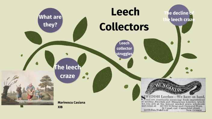 Leech Collectors by Kass La on Prezi