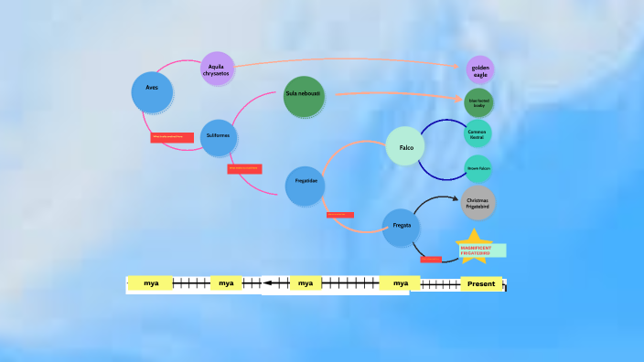 my prezi project by Ava Kaolulo on Prezi