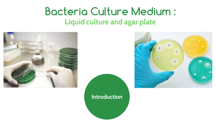 Bacteria culture medium : liquid culture and agar plates by Marie R on ...