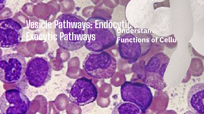 Vesicle Pathways: Endocytic and Exocytic Pathways by Janna Ragmac on Prezi