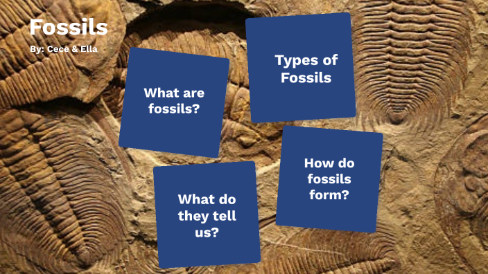 Fossil Project by Ella McKenney on Prezi