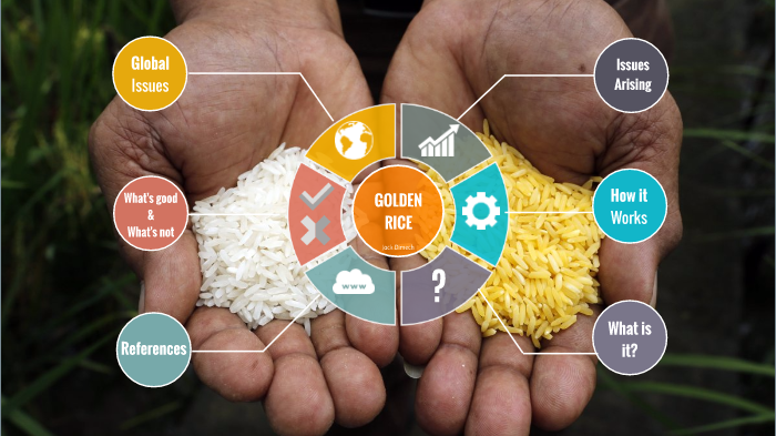 Golden Rice: Gene Technology by jack dimech on Prezi