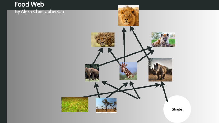 Food web by Alexa L Christopherson on Prezi