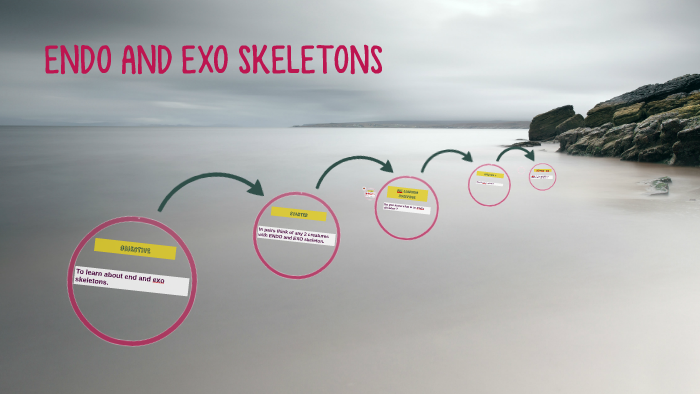 ENDO AND EXO SKELETONS by anam kashif on Prezi