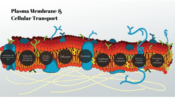 Science 10: Plasma Membrane & Cellular Transport by Ms. Garay on Prezi