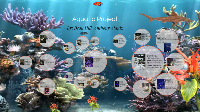 Aquatic Project by Antonio Alaniz on Prezi