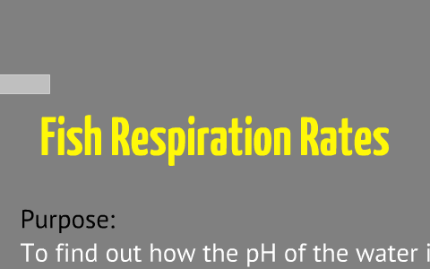 Fish Respiration Rates by Dino Hart on Prezi