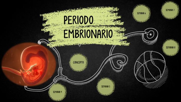 Periodo embrionario by Joselyn Martinez on Prezi