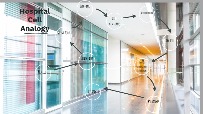 Hospital Cell Analogy by Jayda Harder on Prezi