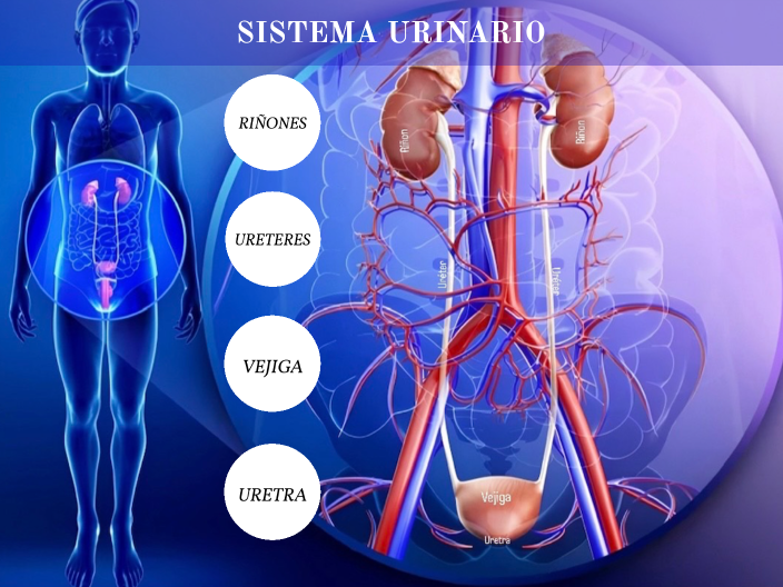 sistema urinario by AZA AZA on Prezi