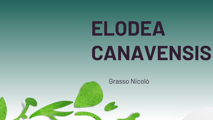 elodea by nicoló grasso on Prezi