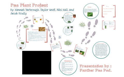 pea plant project by Hannah Yarbrough on Prezi