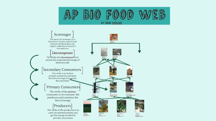 AP Bio Food Web by Erin Vielbig on Prezi
