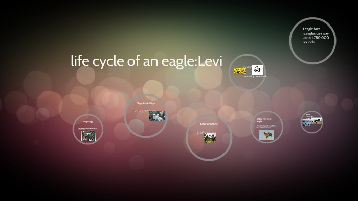 life cycle of an eagle by Ashleigh Swanson on Prezi