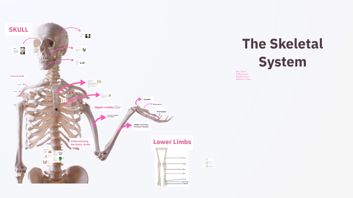 Exploring the Skeletal System by tsunanis on Prezi