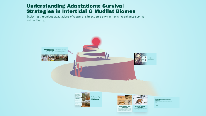 Understanding Adaptations: Survival Strategies in Intertidal & Mudflat ...