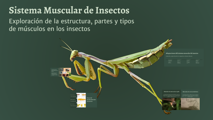 Sistema Muscular de Insectos by Stefano Chirichigno on Prezi