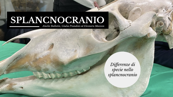 SPLANCNOCRANIO by Eleonora Mazzon on Prezi