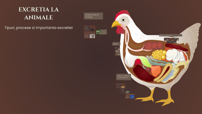 EXCRETIA LA ANIMALE by koko on Prezi