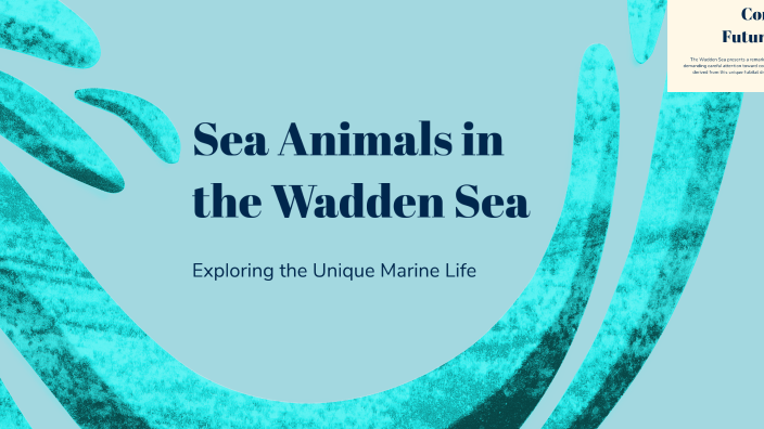 Sea Animals in the Wadden Sea by Tamara Yeghishyan on Prezi