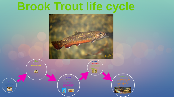 Brook Trout life cycle by filiberto juarez on Prezi