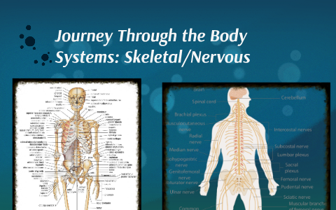 Journey Through the Body Systems: Skeletal/Nervous by Jason Jiang on Prezi