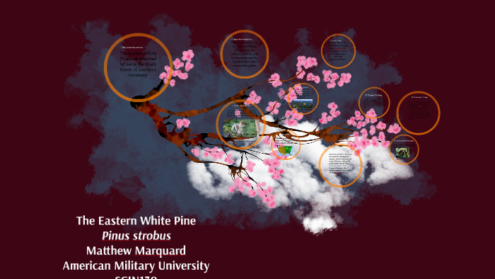 The Eastern White Pine by Matthew Marquard on Prezi