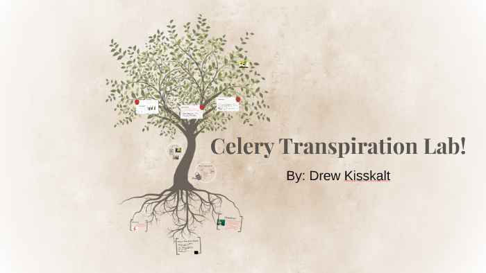 Capillary Action Lab! by Drew Kisskalt on Prezi