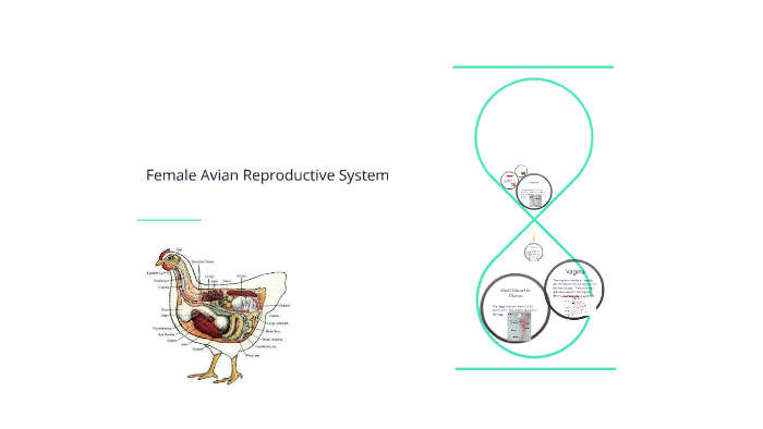 Female Avian Reproductive System by Kelly Carlson on Prezi