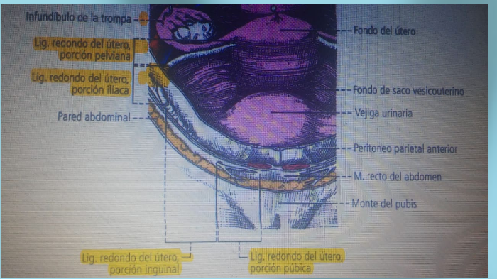 Ligamento redondo del Útero by Gustavo constantino da silva on Prezi