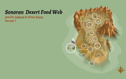Sonoran Desert Food Web by Chloe Enero