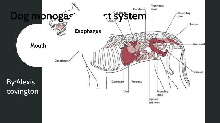 Dog monogastric tract by Alexis Covington on Prezi
