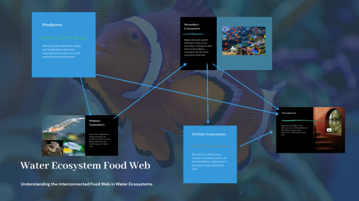 Water Ecosystem Food Web by COLE WAGNER on Prezi