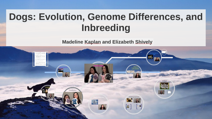 Dogs: Evolution, Genome Differences, and Inbreeding by Elizabeth ...