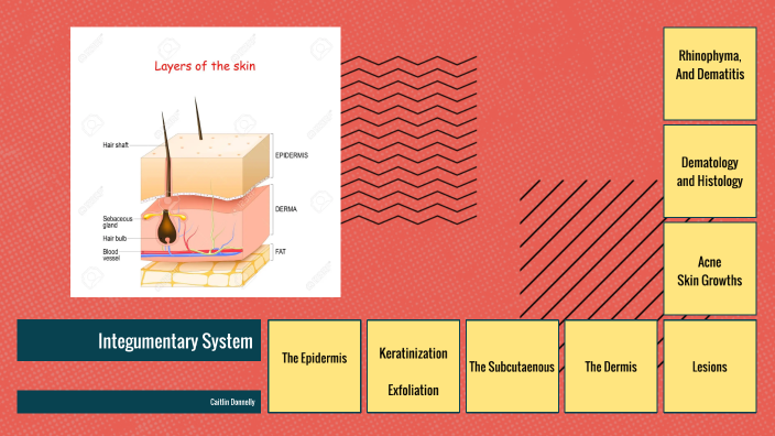The Integumentary system by Caitlin Donnelly on Prezi