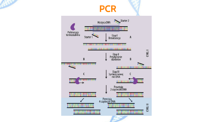 PCR-RFLP by Anna Radziejewska on Prezi