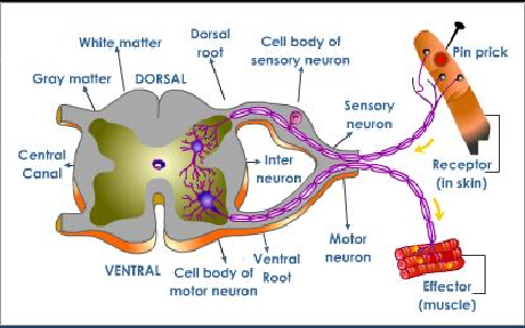 Reflex Arc by Tom Clay on Prezi