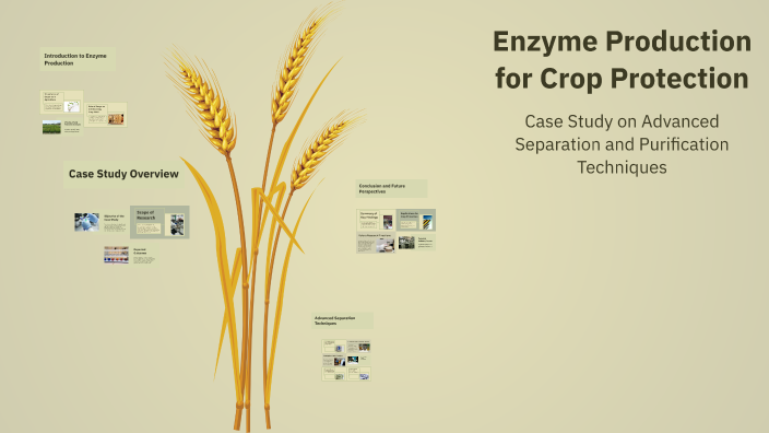 Enzyme Production for Crop Protection by Joy Boy on Prezi