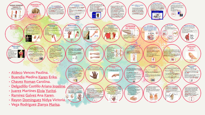 BIOSCOPIA DEL MIEMBRO SUP. by ana karen galvez on Prezi